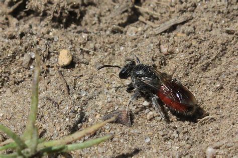Sphecodes Confertus Sawflies Wasps Bees And Ants Rare Community