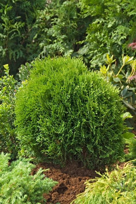 Thuja Plicata Tiny Tim White Cedar Tiny Tim Conifersrhs