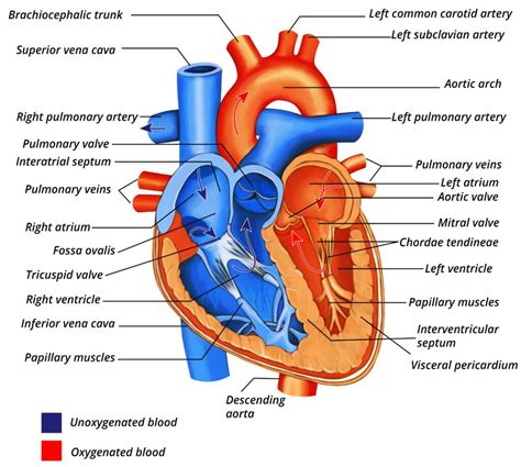 Cardiorespiratory System Diagram