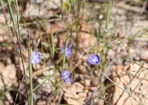 North Queensland Plants Convolvulaceae