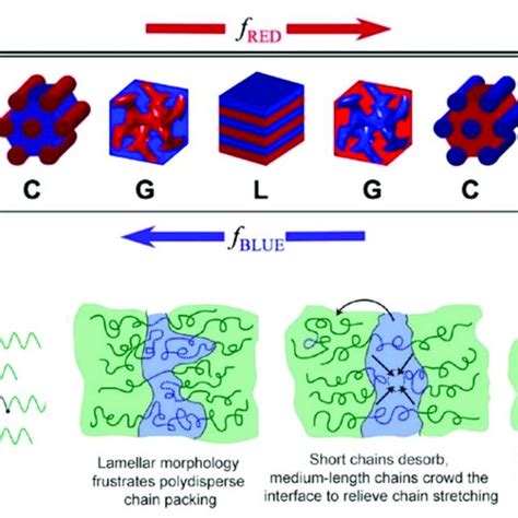 A Molecular Chain Distribution Of Ab Type Diblock Copolymer Before