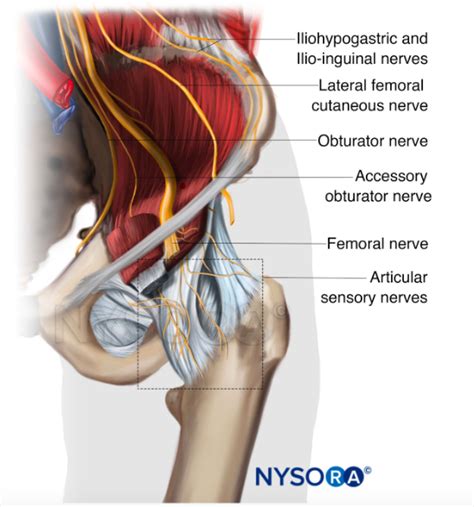 Hip Nerve Anatomy Abba Humananatomy