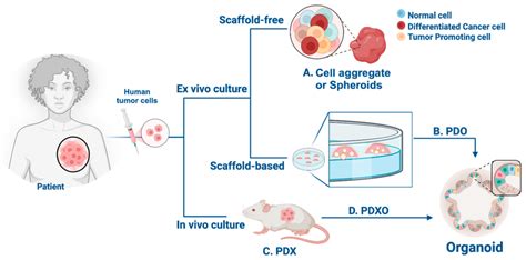 Schematic Representation Of Epithelial Tissue And Novel 3d Cell Culture