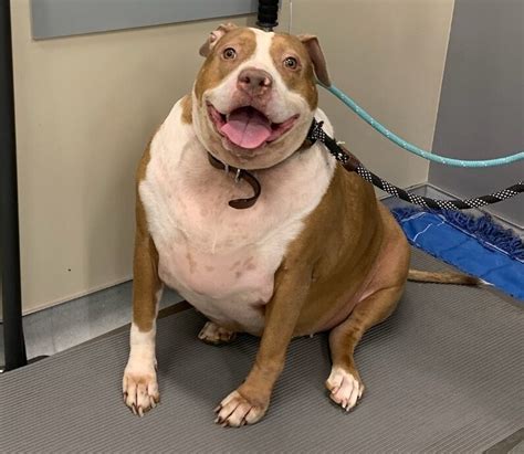 Chubby Pit Bull Has An Incredible Transformation Gets In The Best