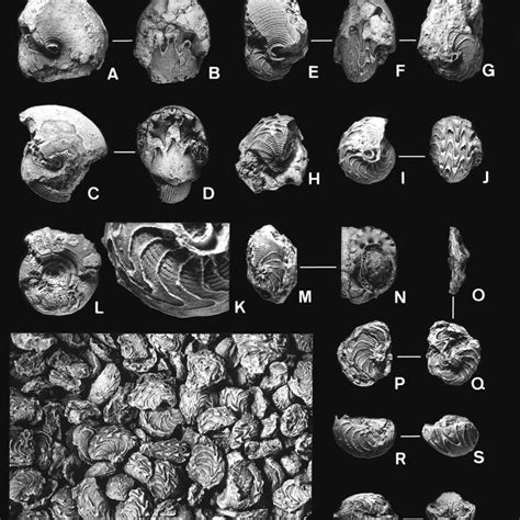 Three Different Modes Of Shell Collapse By Compaction In The Upper Part Download Scientific