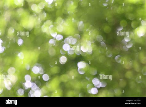 Nature Tree Background Bokeh Light Green Abstract Stock Photo Alamy