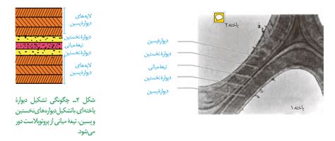 تدریس ویژگی های یاخته گیاهیقسمت 1 زیست شناسی دهم تجربی کنکور