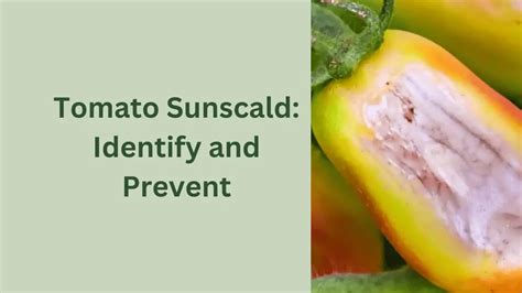 Tomato Sunscald Identify And Prevent Howtl