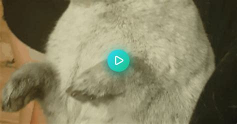 Bunny Has Reached Maximum Relaxation Mode Album On Imgur