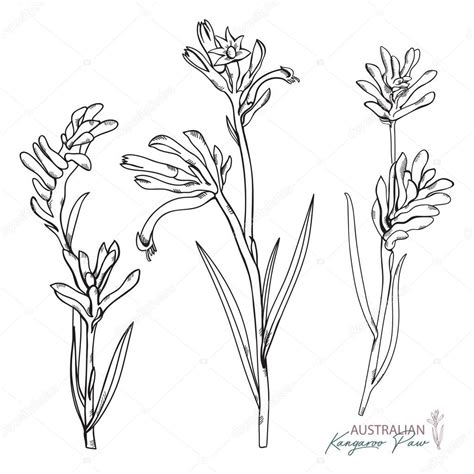 Australian Native Flowers Svg At Sara Sugerman Blog
