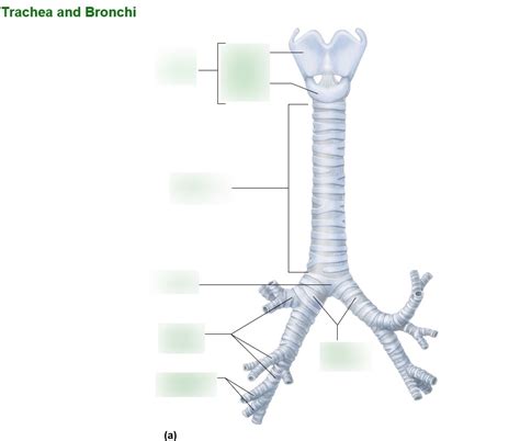 Trachea And Bronchi Diagram Quizlet