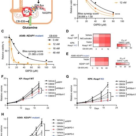 inhibition of g6pd and glutaminase synergize to attenuate keap1 mutant