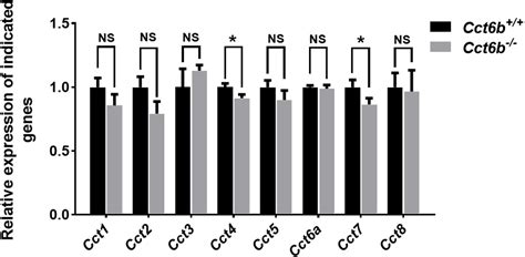 T Complex Protein 1 Subunit Zeta 2 Cct6b Deficiency Induces Murine