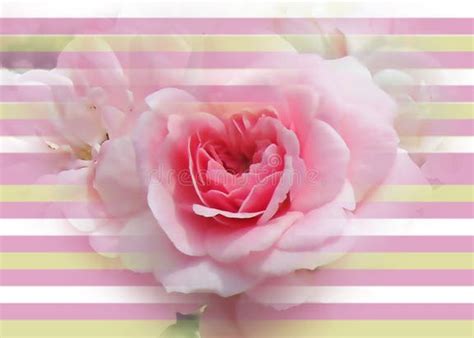 Pink Rose And Stripes Design Stock Image Image Of Flower Rose 135268127