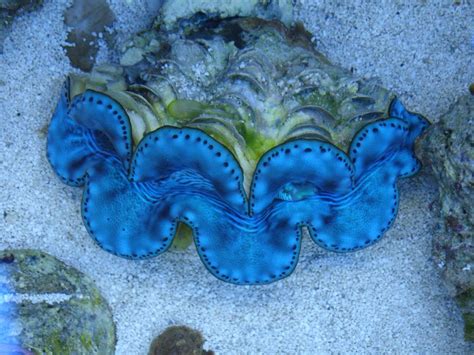 Clam Blue Eyes At Callum Fowler Blog