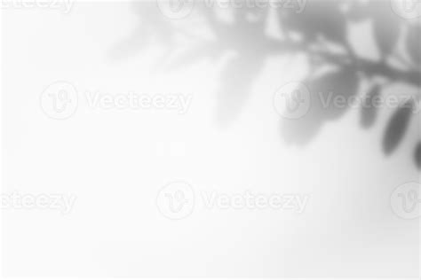 Branches Of A Tree Shadow Overlay 25254324 Png