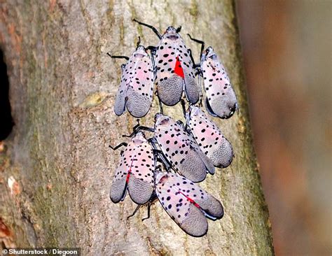 Spotted Lanternflies Are Back 16 Us States Report Sightings Of The Asian Insect Daily Mail Online