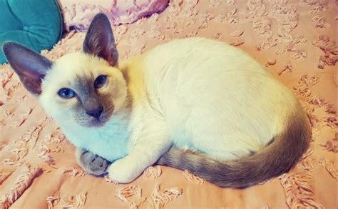 Adoption Application — Kansas City Siamese Rescue
