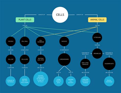 Bacterial Cell Wall Concept Map United States Map