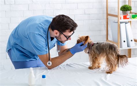 ¿con Qué Frecuencia Debo Llevar A Mi Perro A Una Clínica Veterinaria