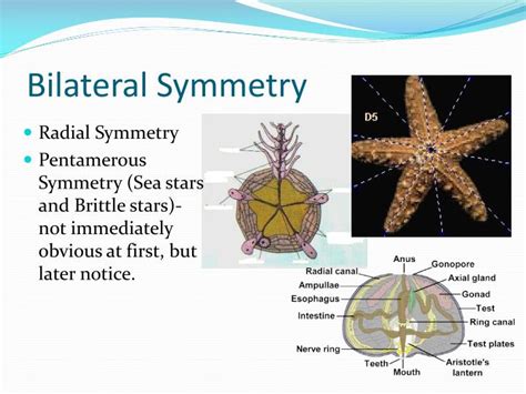 Ppt Echinoderms Powerpoint Presentation Id 2018898