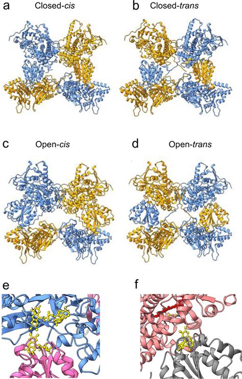 Predicted Assembled Structures For The Open And Closed Conformations Of