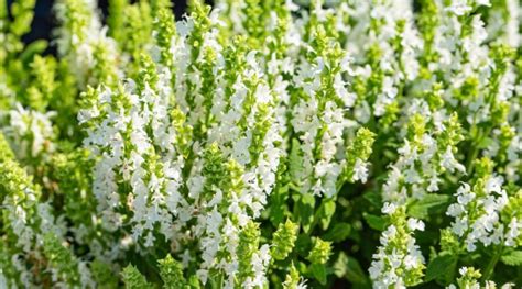 27 Native Wildflowers For California Gardens