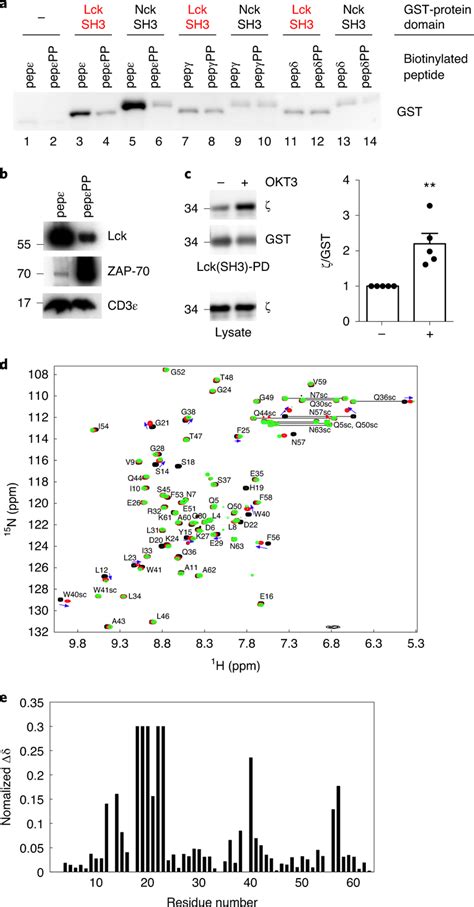 The Sh3 Domain Of Lck Mediates Tcr Binding A Pull Down Pd Assay Download Scientific Diagram