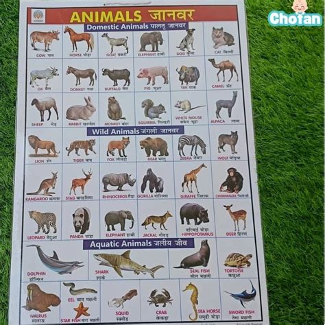 Charts Science At ₹ 299piece विज्ञान के लिए चार्ट In Hyderabad