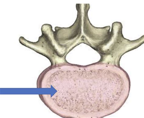 Trunkbones Joints And Muscles Flashcards Quizlet