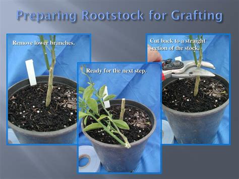 Ppt Plant Propagation Cleft Grafting Citrus Powerpoint Presentation