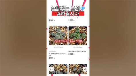 하월시아 다육이 다육라방 다육식물 Succulent 다육이금 초보다육이 초보식집사 엑스플랜트 다육이저렴한곳 다육라이브 라이브방송 다육초보맘 희귀다육