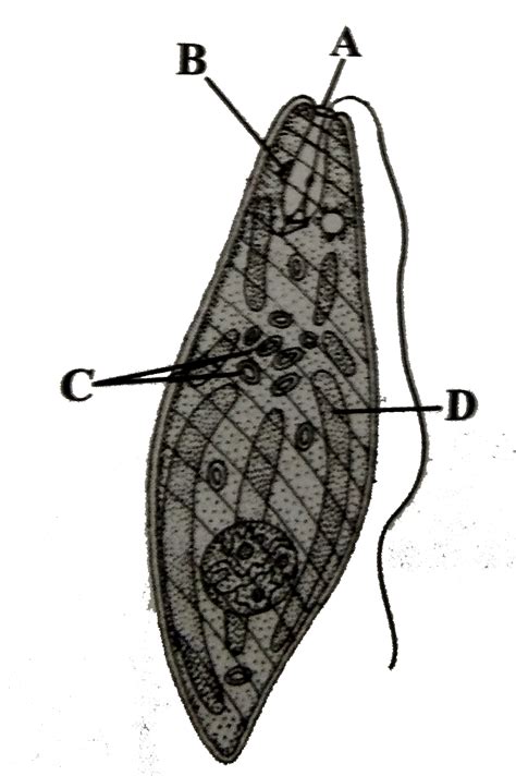 Euglena Pronunciation