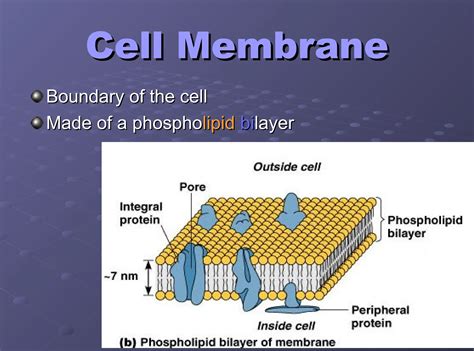 Lecture Notes On Cellular Organelles Ppt