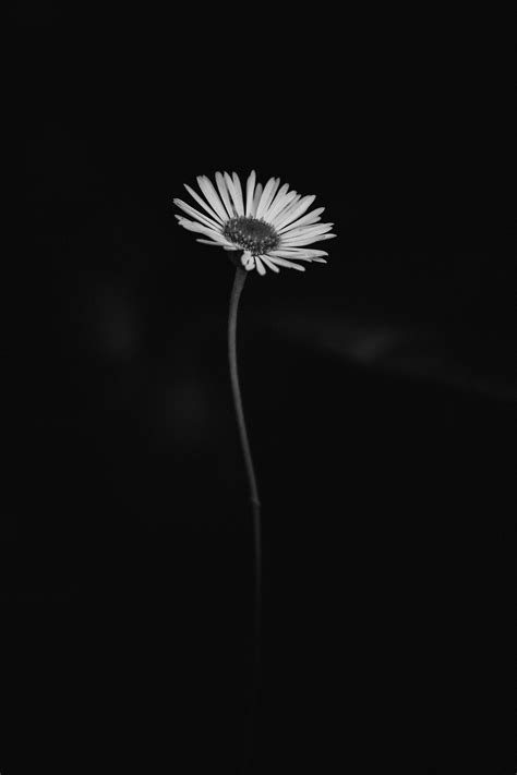 Black And White Floral Desktop Wallpaper
