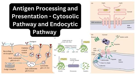 Antigen Processing And Presentation Cytosolic Pathway And Endocytic Pathway Biology Notes Online