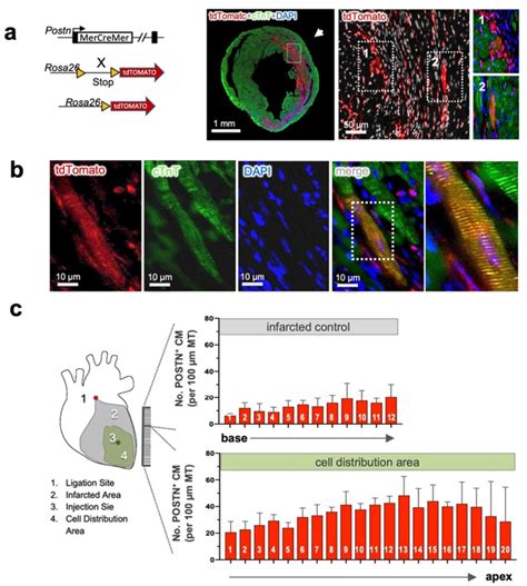 Lineage Tracing Of Postn Derived Cardiomyocytes A Scheme Of Lineage