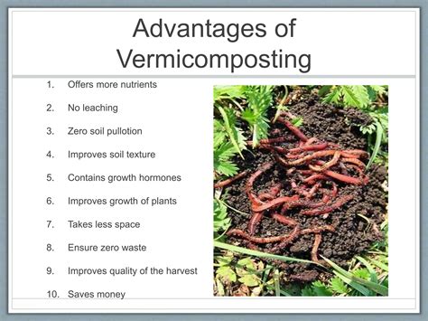 Vermicomposting Of Earthworms And The Culture Ppt