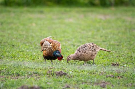 Breeding Pheasants Tips Information Earth Life