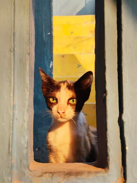 Premium Photo Close Up Of Cat