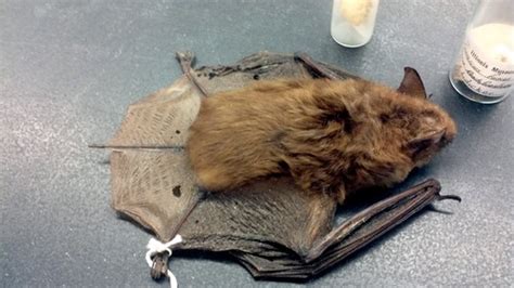 Bat Lab Flashcards Quizlet