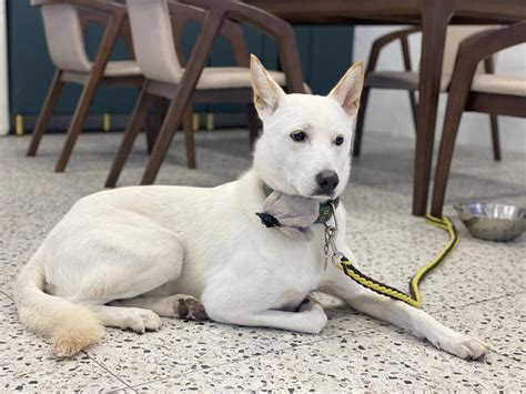 진도믹스 오구 화이트고양이분양 화이트비숑프리제분양사이트 화이트포메라니안분양사이트 화이트말티즈분양사이트 화이트말티푸분양사이트 화이트푸들분양사이트 화이트먼치킨분양사이트 화이트