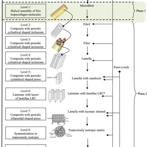 Algorithm Employed For The Estimation Of The Elastic Properties Of