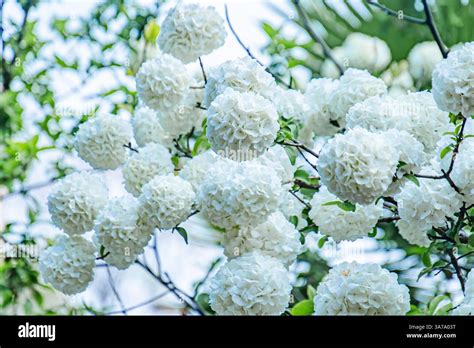 Hydrangea Flowers Burst Into Bloom In Ganzhou City East Chinas