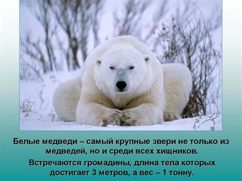 «Животные Красной Книги». Белый медведь - презентация онлайн