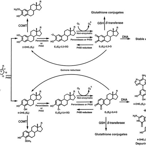 Catechol Pathway And Dna Damage The Figure Summarizes The Actions Of