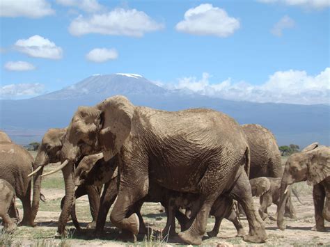Amboseli National Park Kenya Wild Safari Guide