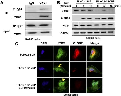 The Interaction Between C1qbp And Ybx1 A Reciprocal Download