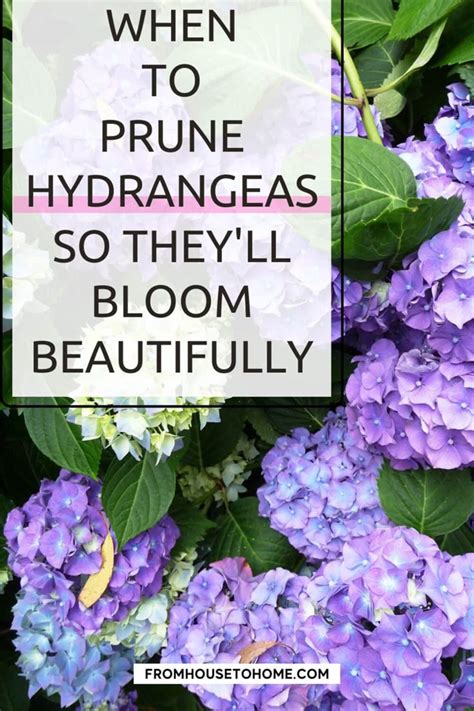 Pruning Hydrangeas The Ultimate Guide Growing Hydrangeas Pruning Hydrangeas Hydrangea Garden