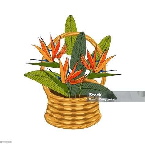 포도 나무와 바구니 고리버들 에서 스트렐리치아 부켓 Θîîâ 꽃 예술 디자인 요소 개체 고립 된 스톡 벡터 일러스트 0명에 대한